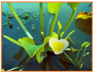 BIOLOGI GONZAGA: LIMNOCHARIS FLAVA - GENJER