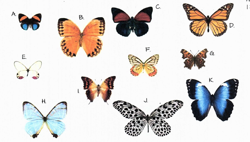 Mrs. Kannady's Classes: Butterflies in Color