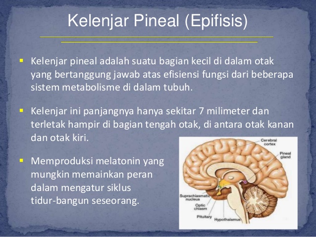 Blog Guru Biologi SMA: Sistem Koordinasi Manusia (2) Sub Tema Sistem Hormon