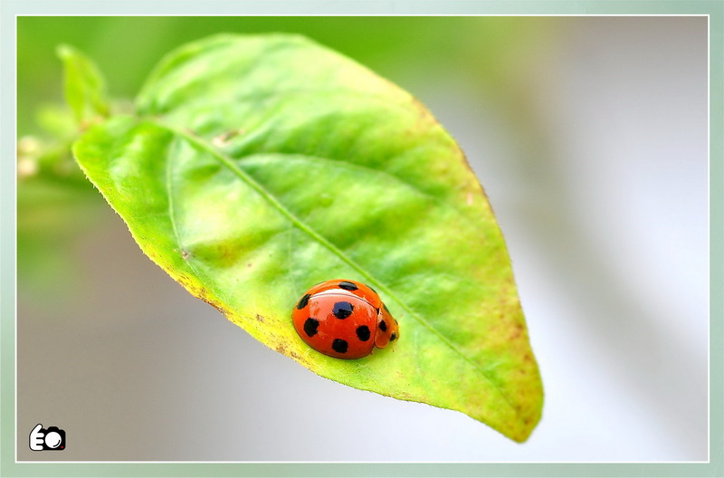 cun photograph: Ladybug Insect Micro