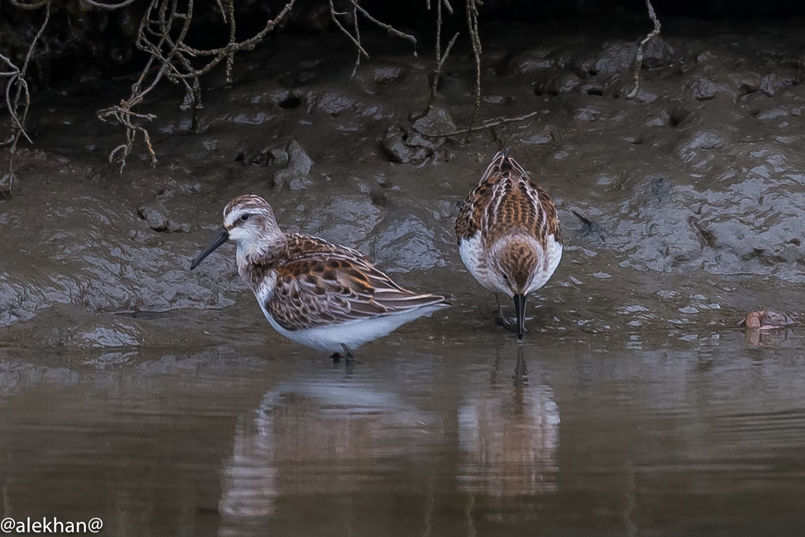 Pájaros, Pajarracos: Playero occidental