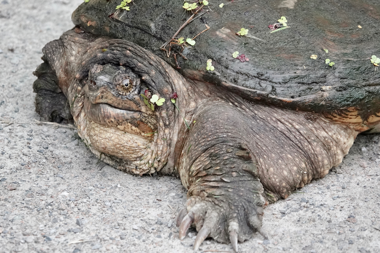 The City Birder: 07/01/2021 - 08/01/2021