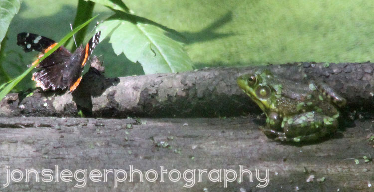 Northern Illinois Birder: Red Admirals and Green Frogs