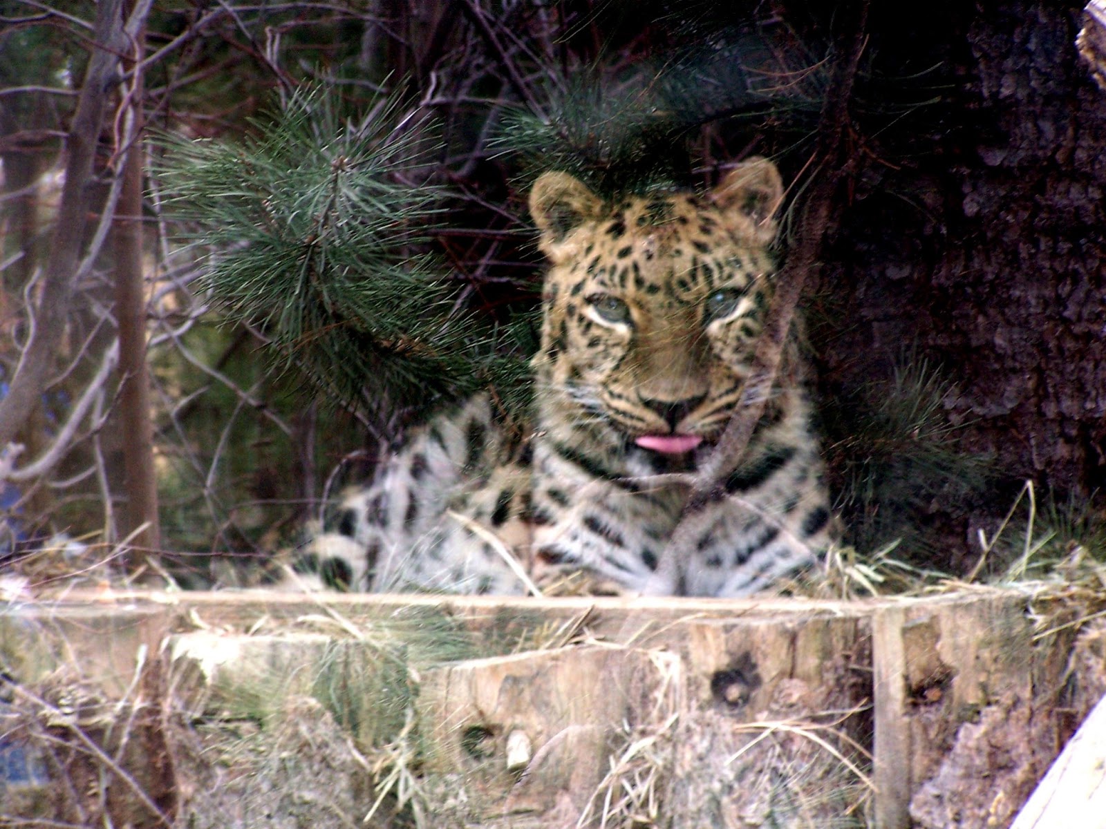 The Natural World: An Amur Leopard Upchucks