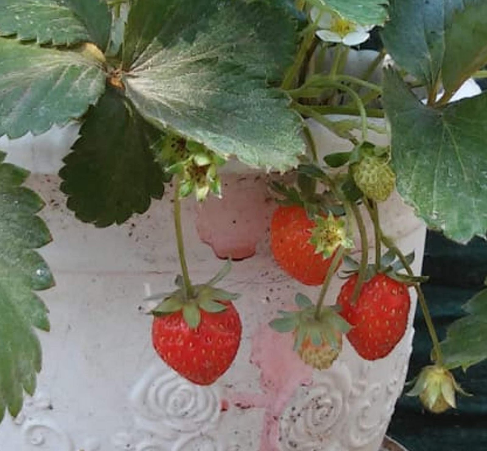 JUAL BIBIT STRAWBERRY | BUDIDAYA STROBERI | BUAH STRAWBERRY