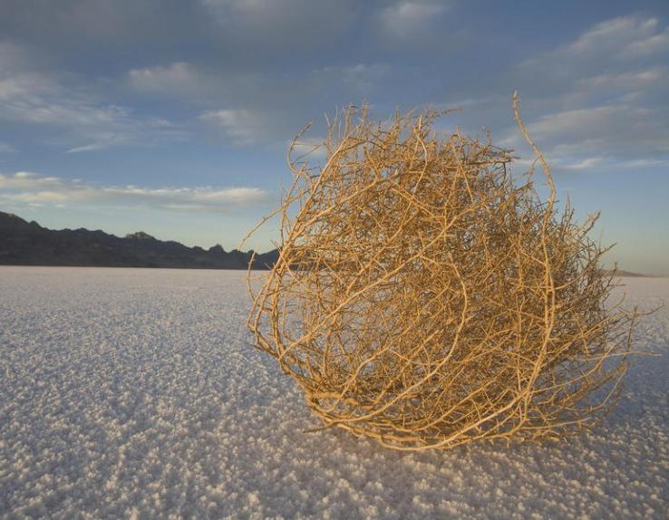 Sztuka w papilotach: Tak powstają gwiazdy i pustynne róże.