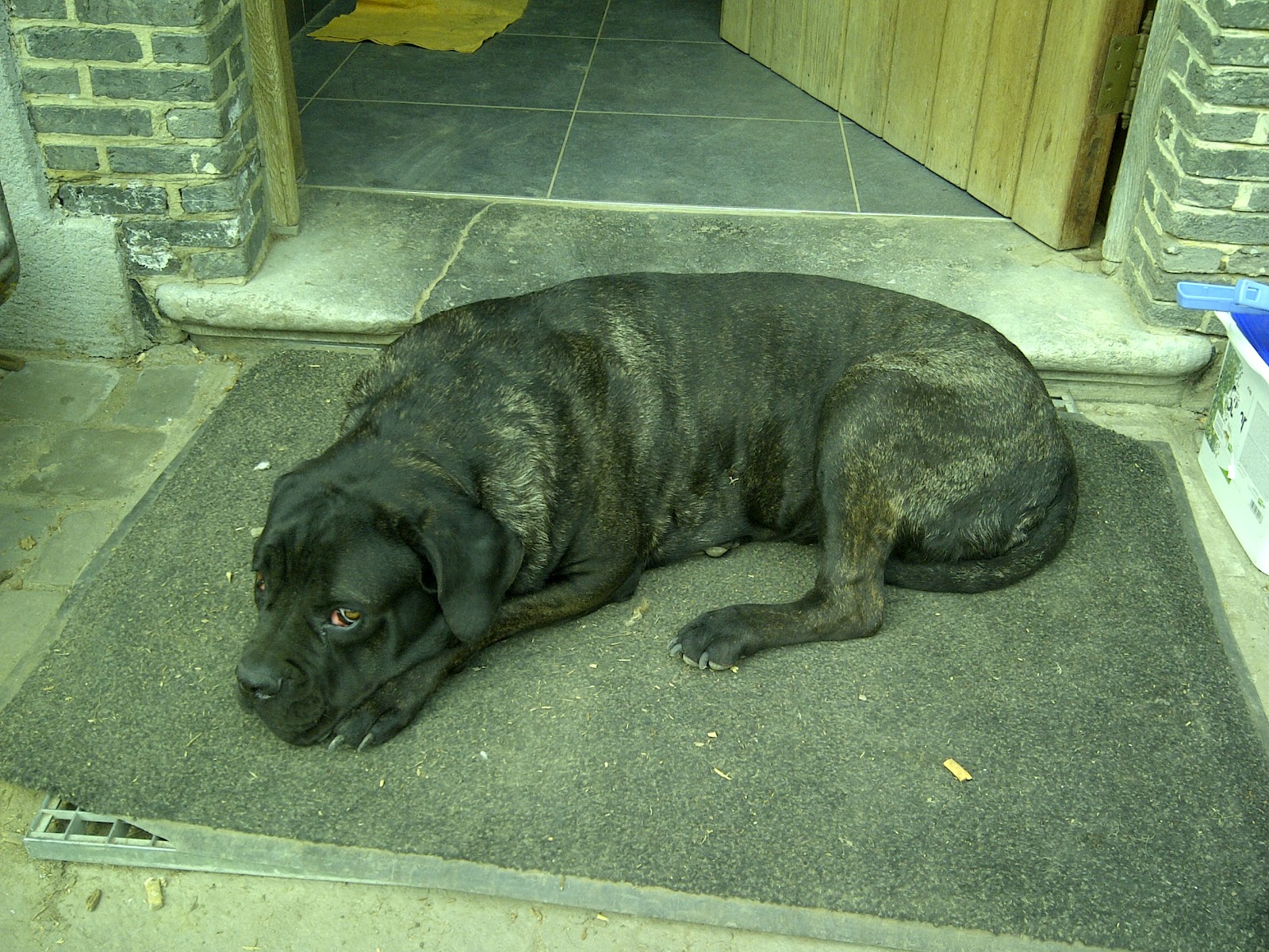 Lise Olivier - Team MTN Qhubeka: We Live In a Zoo - Our Belgium Animal ...