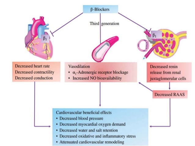 pharmacology: Adrenergic blockers