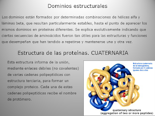 Biología 2º bachillerato.: PRÓTIDOS