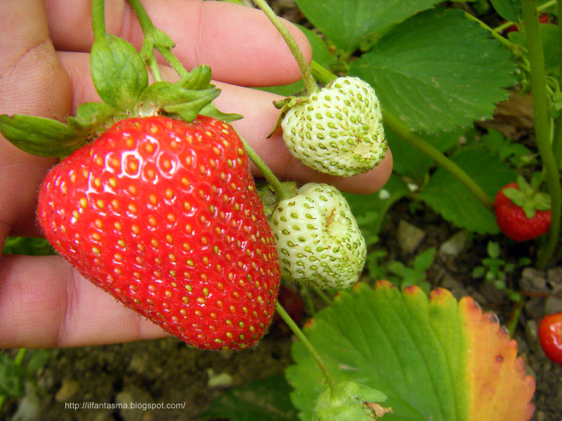 Le avventure della mia fantasia: Coltivare le fragole nell'orto: dal ...
