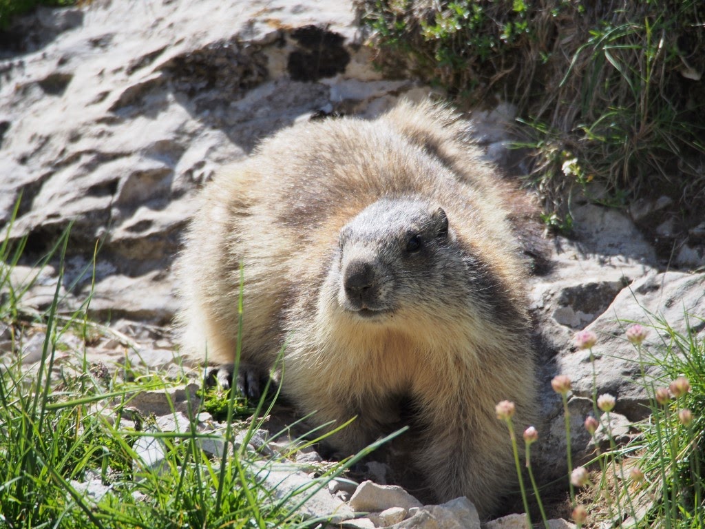 Marmotas cerca de la cabaña de eléctricas | Barranco de Lapazosa (Huesca)