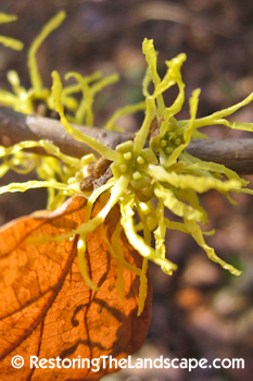 Restoring The Landscape With Native Plants: Witch Hazel - The Last to ...