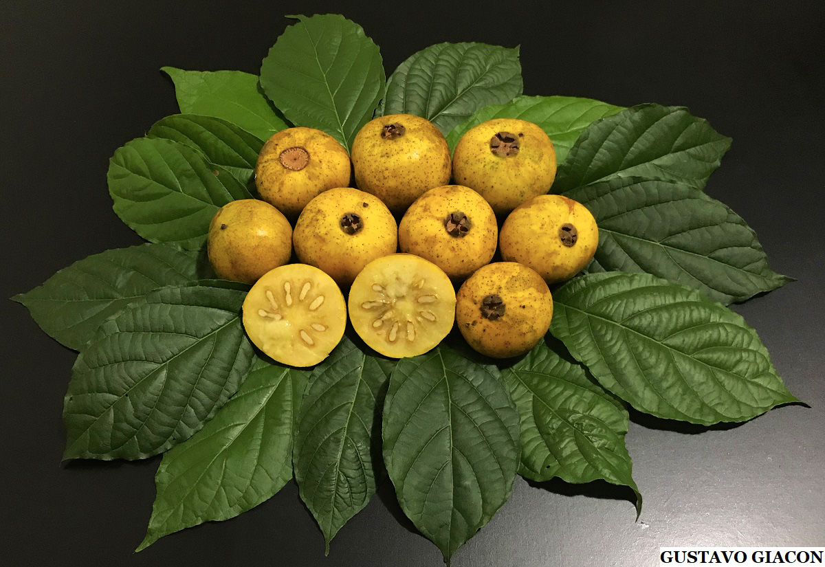 Viveiro Ciprest - Plantas Nativas e Exóticas: Guabiroba Gigante ou ...