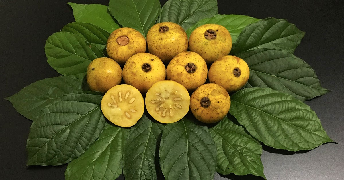 Viveiro Ciprest - Plantas Nativas e Exóticas: Guabiroba Gigante ou ...