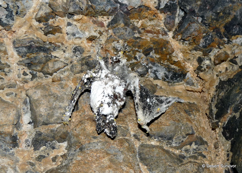 Desert Survivor: Logan Cave