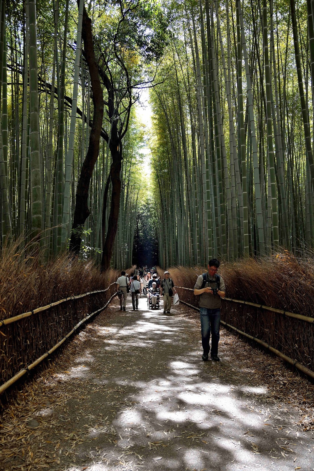 MARINA MAGRO: Giappone - Tenryu-ji temple and Bamboo forest