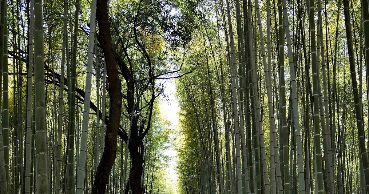 MARINA MAGRO: Giappone - Tenryu-ji temple and Bamboo forest