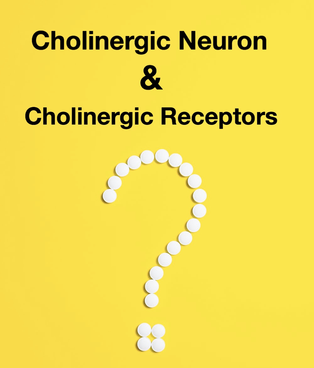 Cholinergic neuron & Cholinergic Receptors