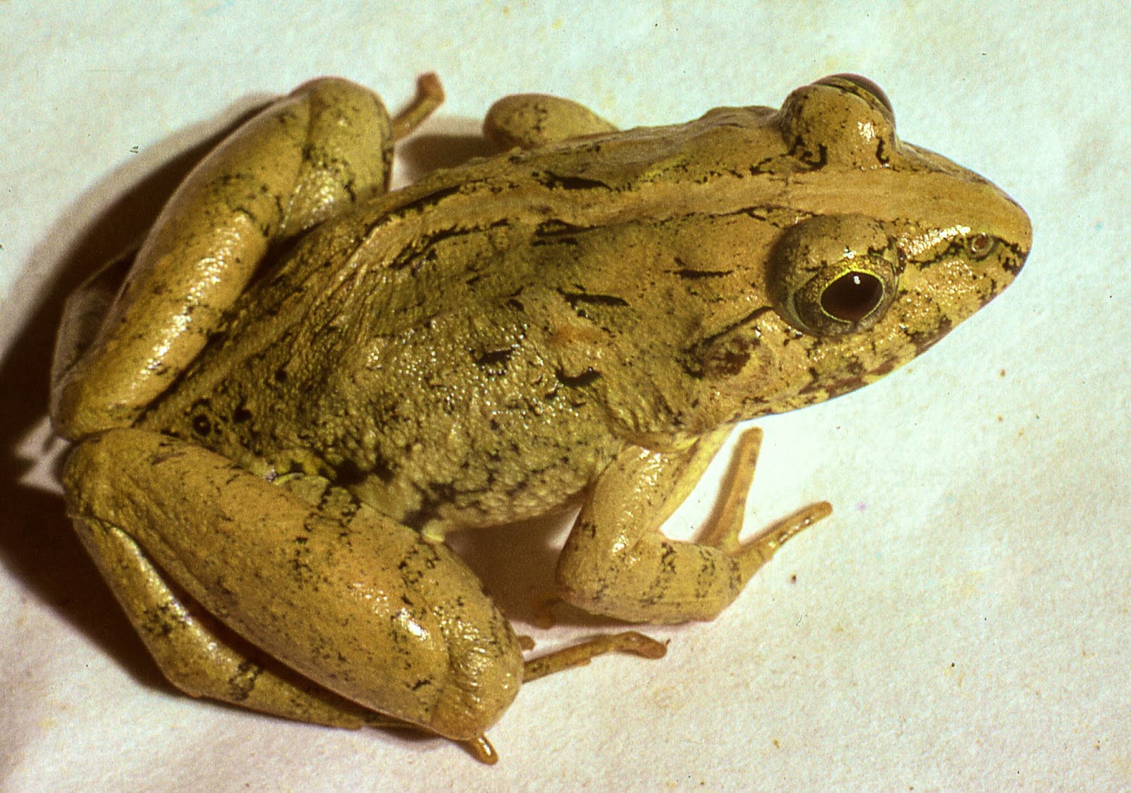 Zoology Jottings: Frogs of China. Alice Boring’s Life and Work. 3 ...