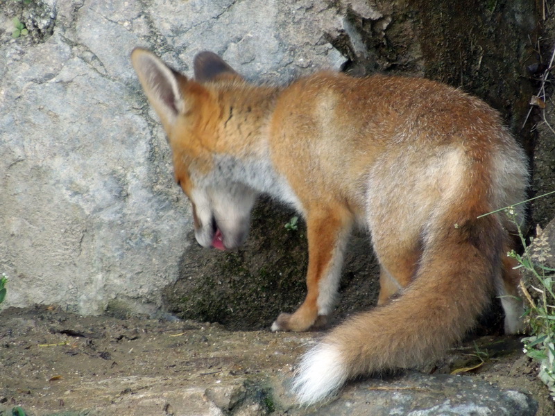 Verde y Cordial: Guineu – Vulpini – Fox