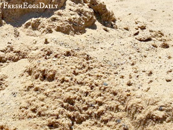 The Real Scoop on Using Sand in your Chicken Coop, Run or Brooder ...