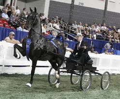 PERDEWÊRELD: DIE VERSTOMMENDE SAALPERD