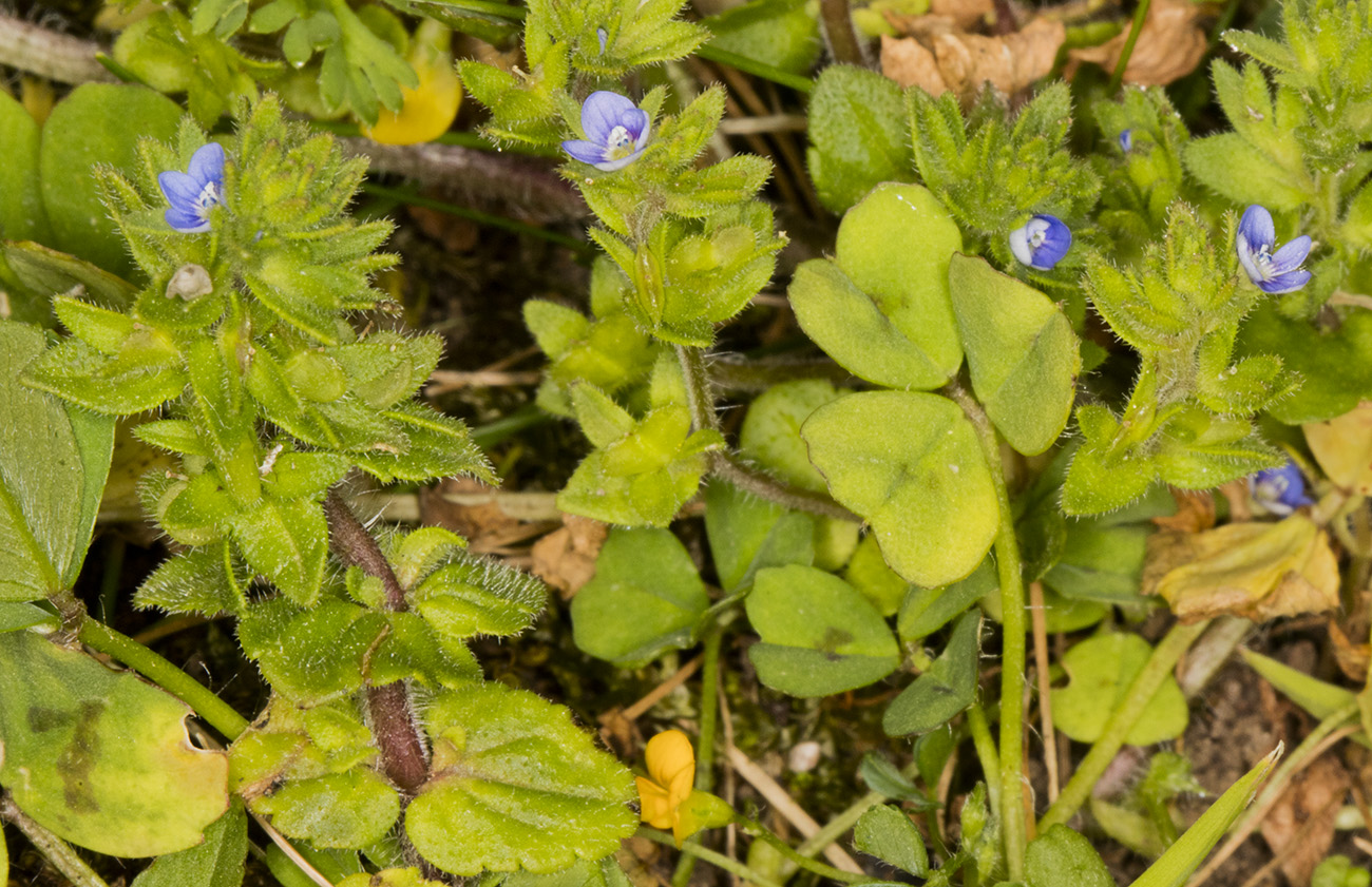 More Verge Plants | Naturally