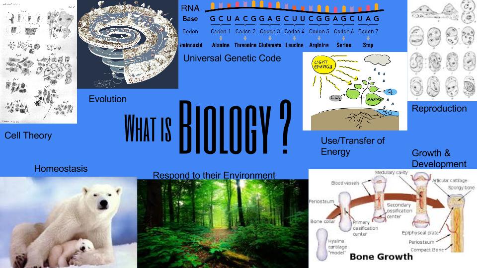 Rachel's Blog of Science: What is Biology? Collage