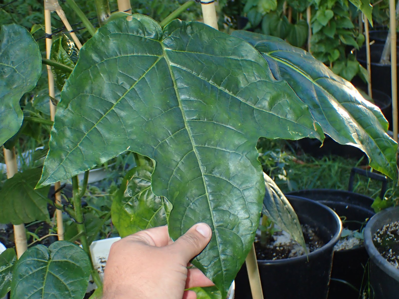 Scirpidiella's Plants: Hybrid of Hardy Tamarillo’s (Cyphomandra ...