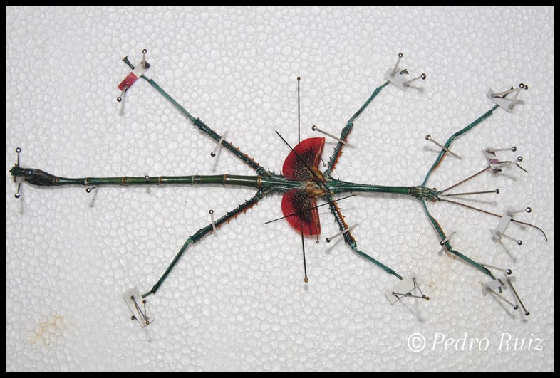 fasmidos.net: Insectos disecados y método de disección