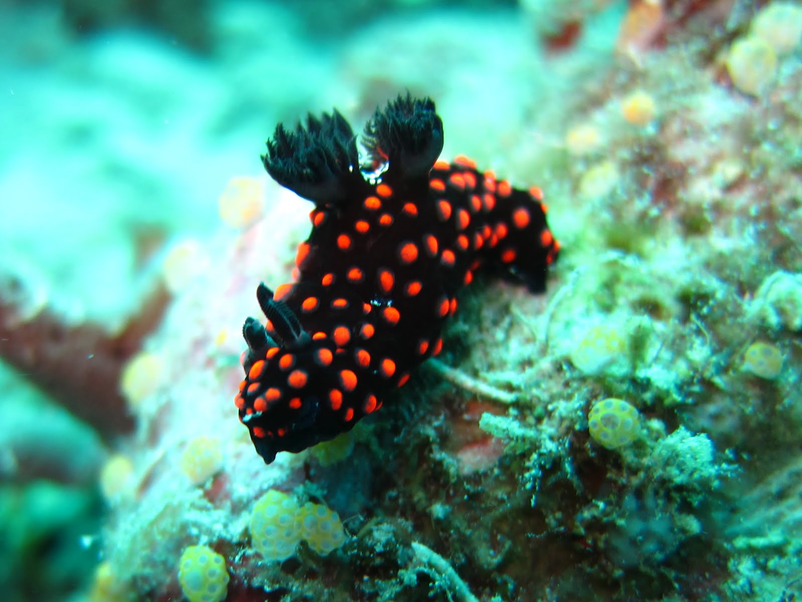 brommel: Nudibranch in red dots