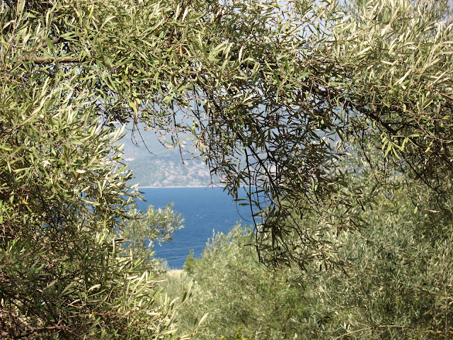 Jurnal de gradina: In livada cu maslini