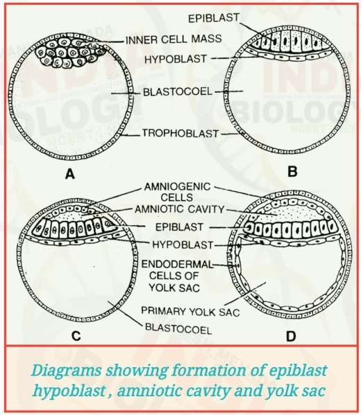 IMPLANTATION & GASTRULATION