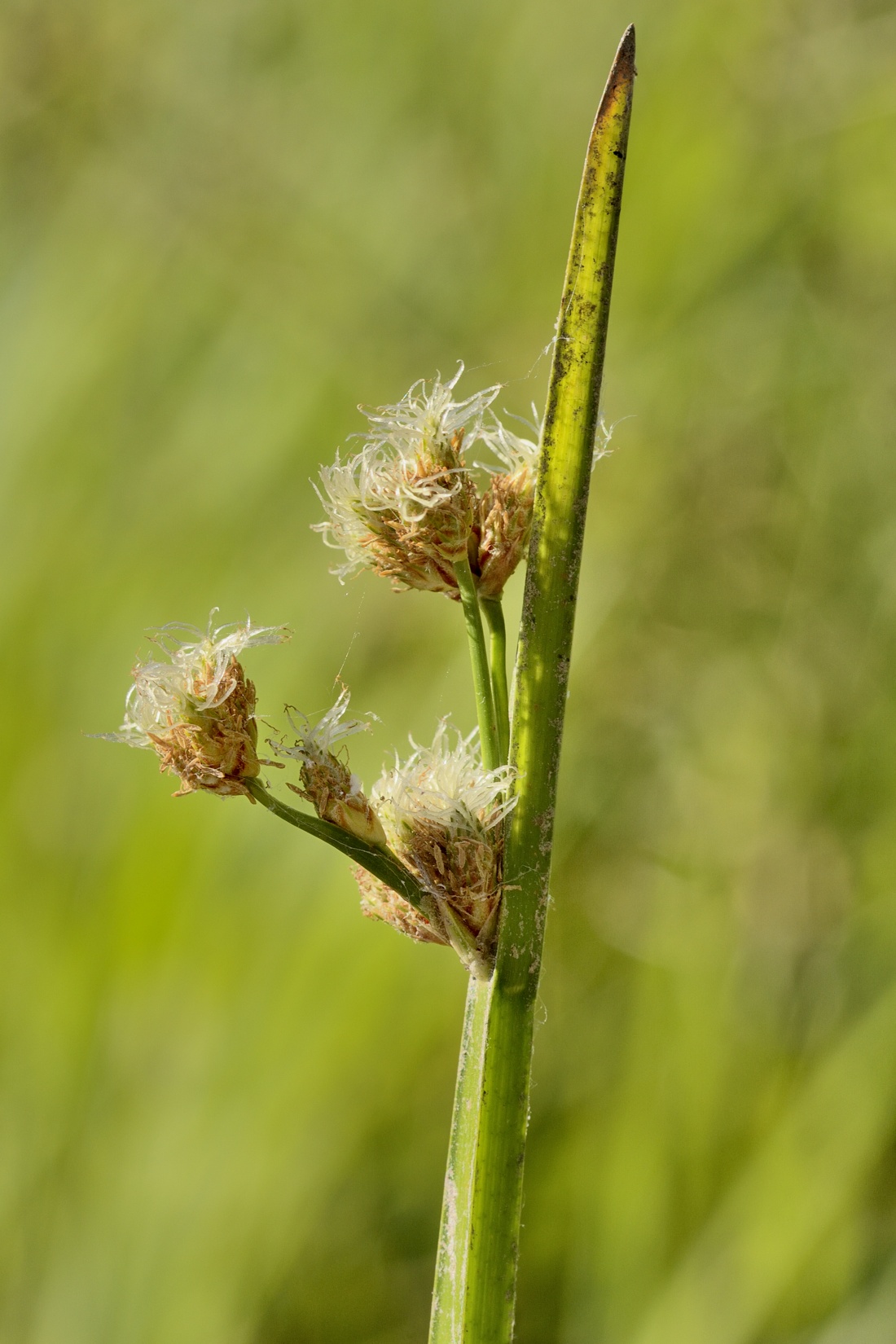 Dias com árvores: Bunho triangular