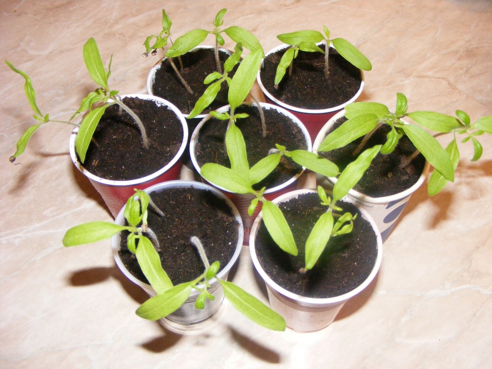 Plantarea semintelor de rosii | Preparatedevis.ro