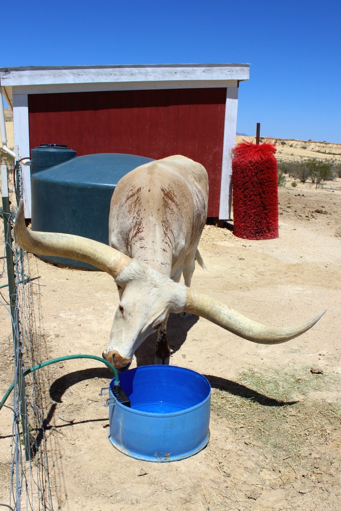 The Field Lab: Ben's little blue bowl...