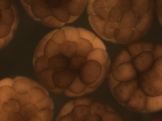 The Dispersive Stage: Developmental Biology - Frog day