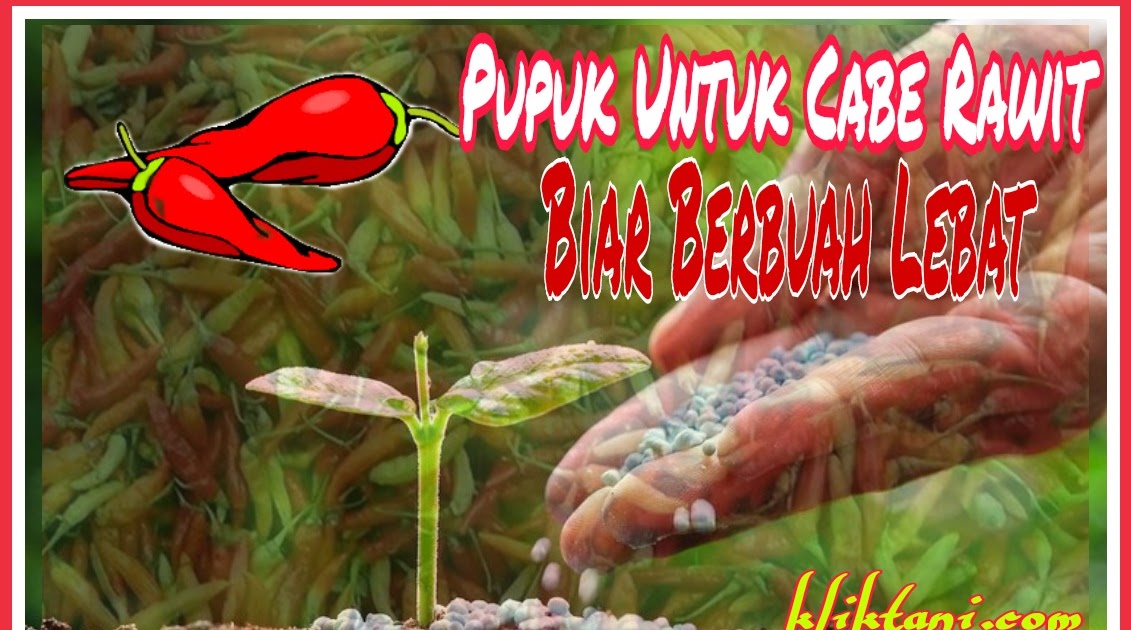 Gunakan Jenis Pupuk Ini Agar Cabe Rawit Cepat Berbuah Lebat - kliktani.com