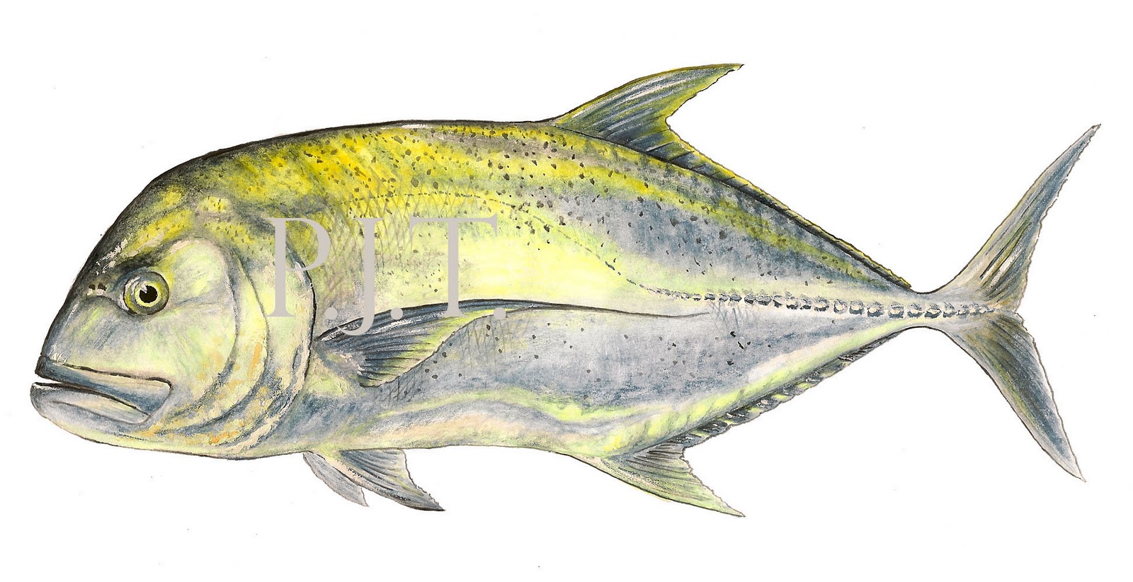 BlueSpace: Fish Painting - Giant Trevally