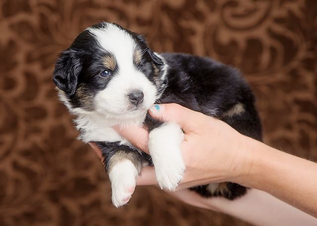 Bunker's Mini and Toy Aussie's