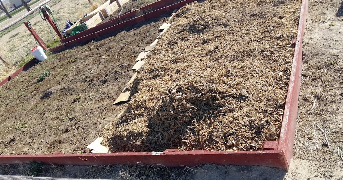 Our Korean Adventure: Castor Oil pellets