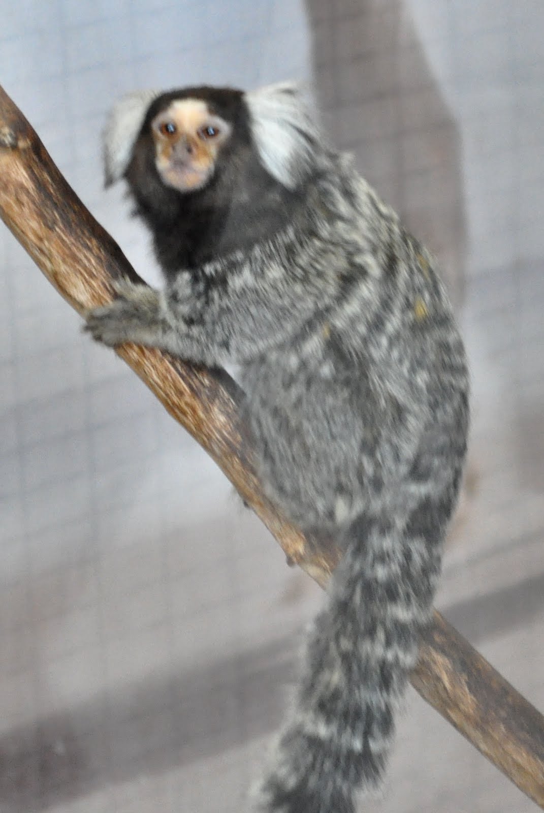 Cute Baby Pygmy Marmosets