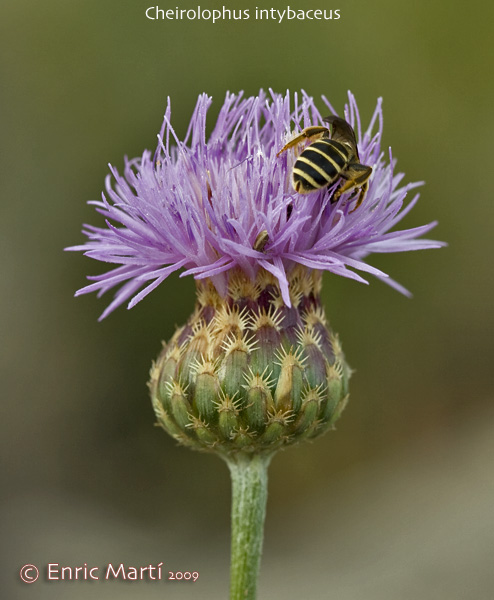 Asteraceae: Cheirolophus intybaceus - Flores Silvestres del Mediterráneo