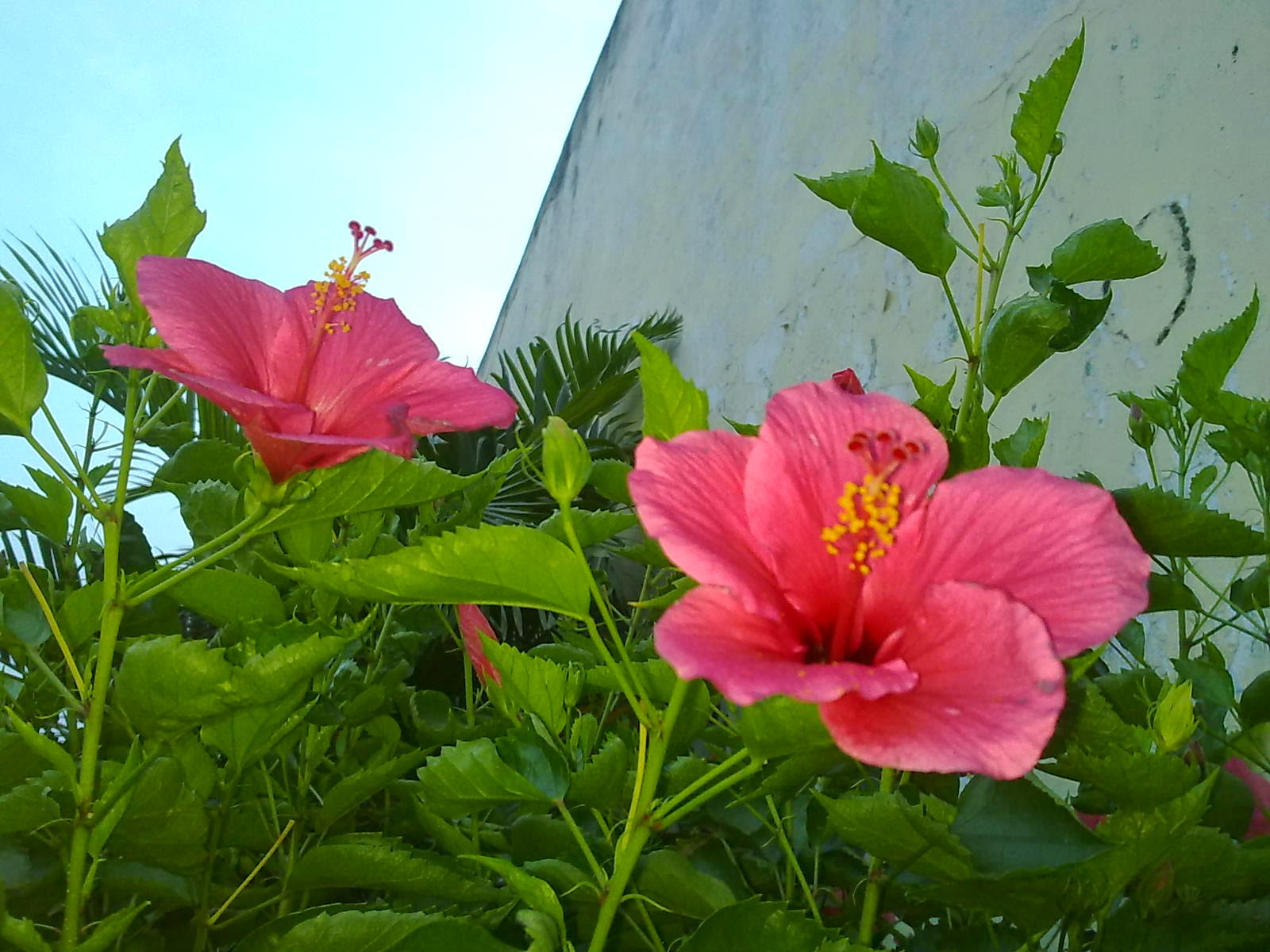 11+ Terkini Bentuk Kelopak Bunga Sepatu