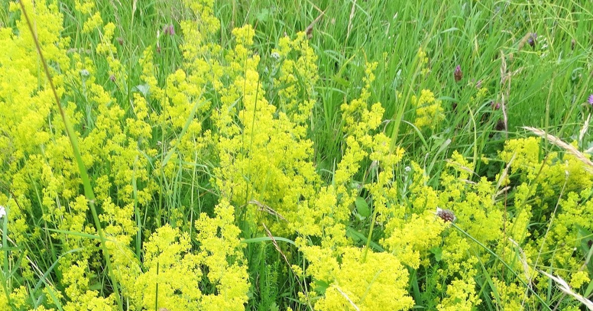 oog voor de natuur: Echt walstro (Galium verum).