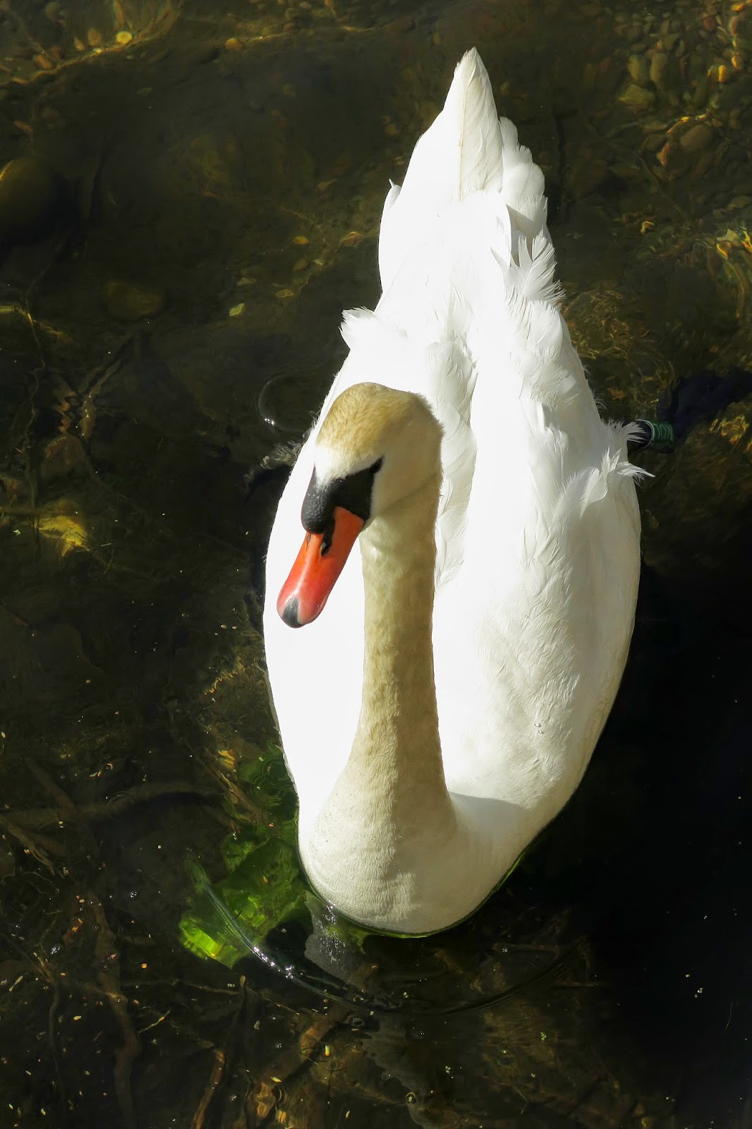 Norman & Norma - A Swan Love Story