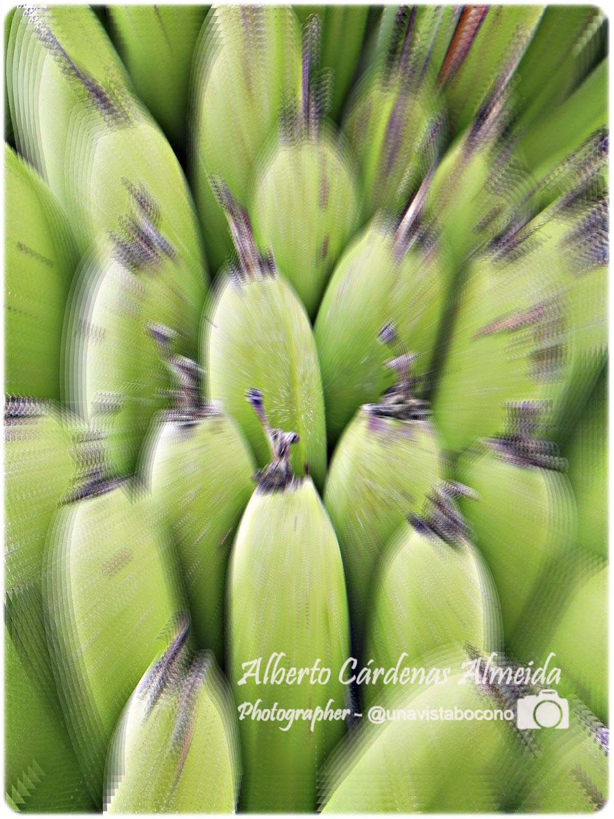 Una Vista a Boconó: Racimo de Cambures