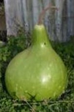 Habitat Heroes - Hawera Christian School: Bottle Gourds