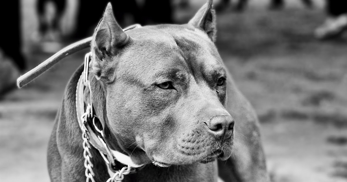 Caudectomía y otectomía en caninos : Pros y Contras