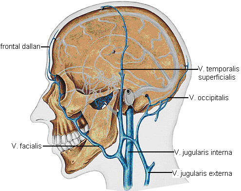 Formasyon: İNTRAVENÖZ UYGULAMALARDA KULLANILAN VENLER